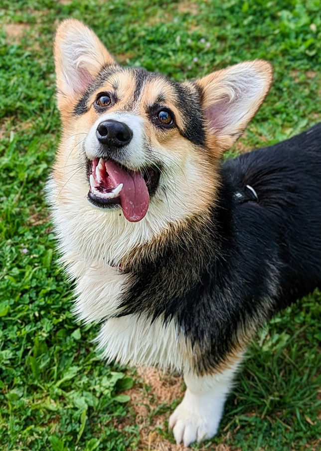 ARCANIS - Éducation et comportementalisme canin