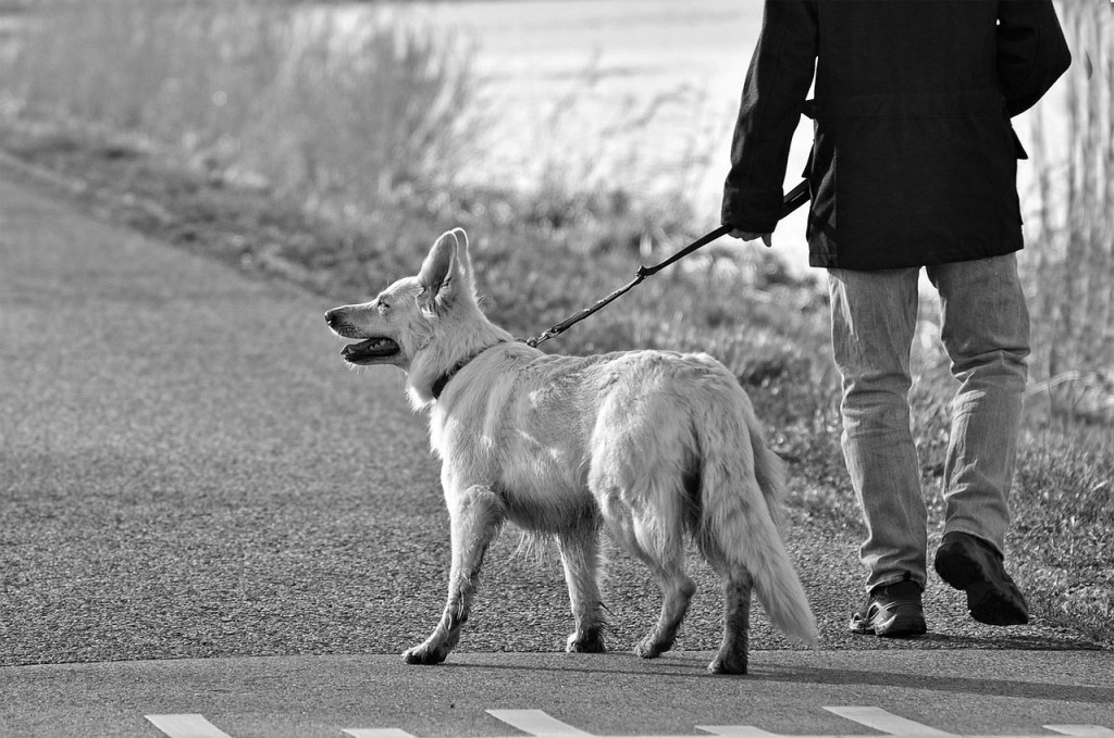 La laisse du chien, une ligne de confiance et de communication - ARCANIS
